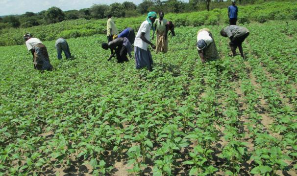 inve - Farmers Review Africa