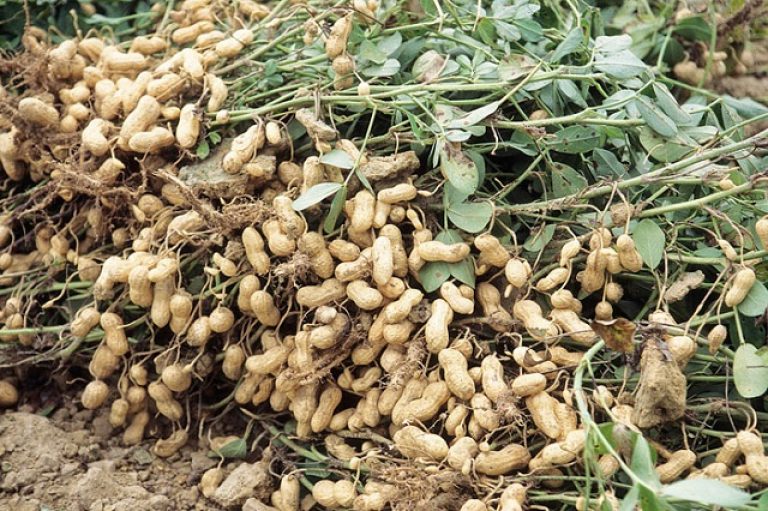 Zimbabwe to exports groundnuts to South Africa - Farmers Review Africa