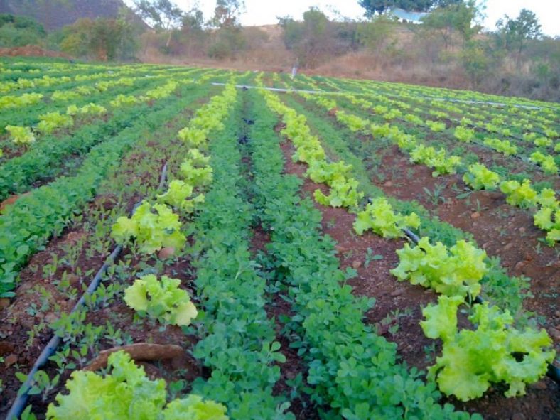 Intercropping As A Sustainable Farming Method Farmers Review Africa intercropping-as-a-sustainable-farming-method-farmers-review-africa