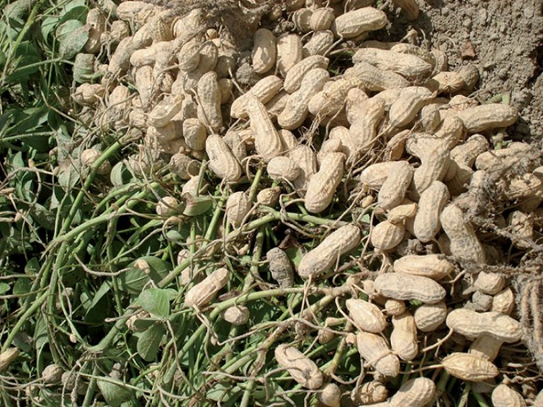 CSIR-SARI introduce two improved high-yielding groundnut seed varieties ...