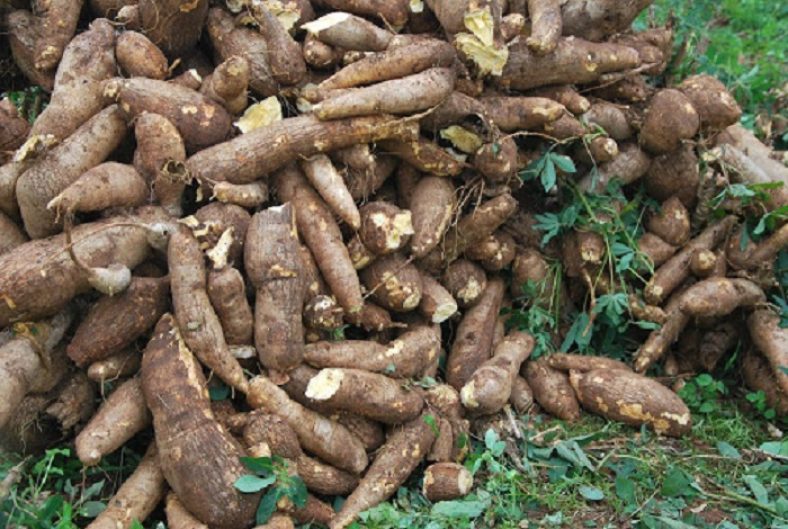 Liberia struggles to meet cassava shipping requirements, risk losing ...