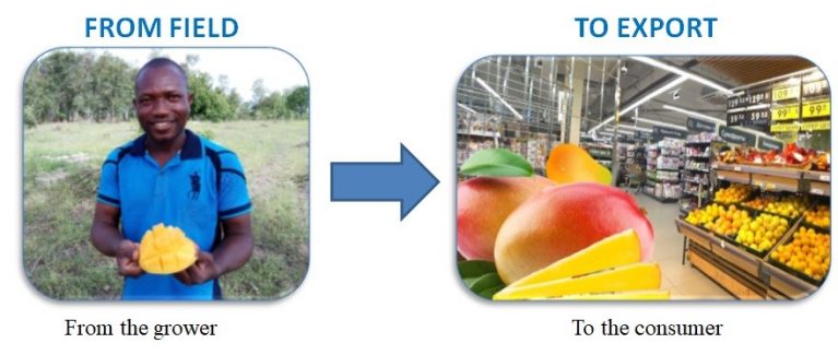 Bridging the Fresh Fruits' Export Gap - Farmers Review Africa