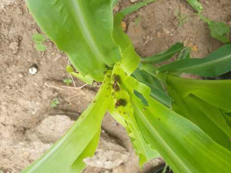 New arsenals for fall armyworm control - Farmers Review Africa