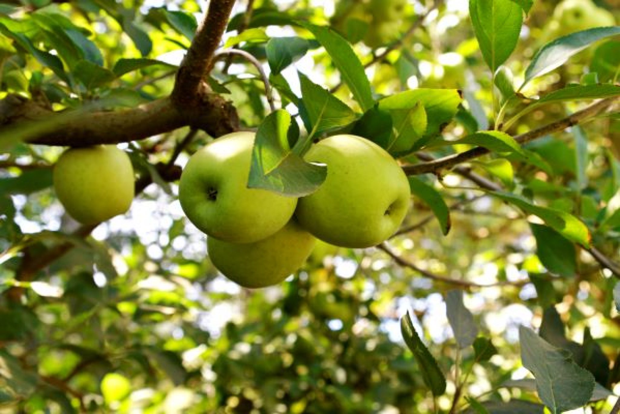 South African Pome Fruit Growers Expecting a Good 2021 Crop - Farmers ...