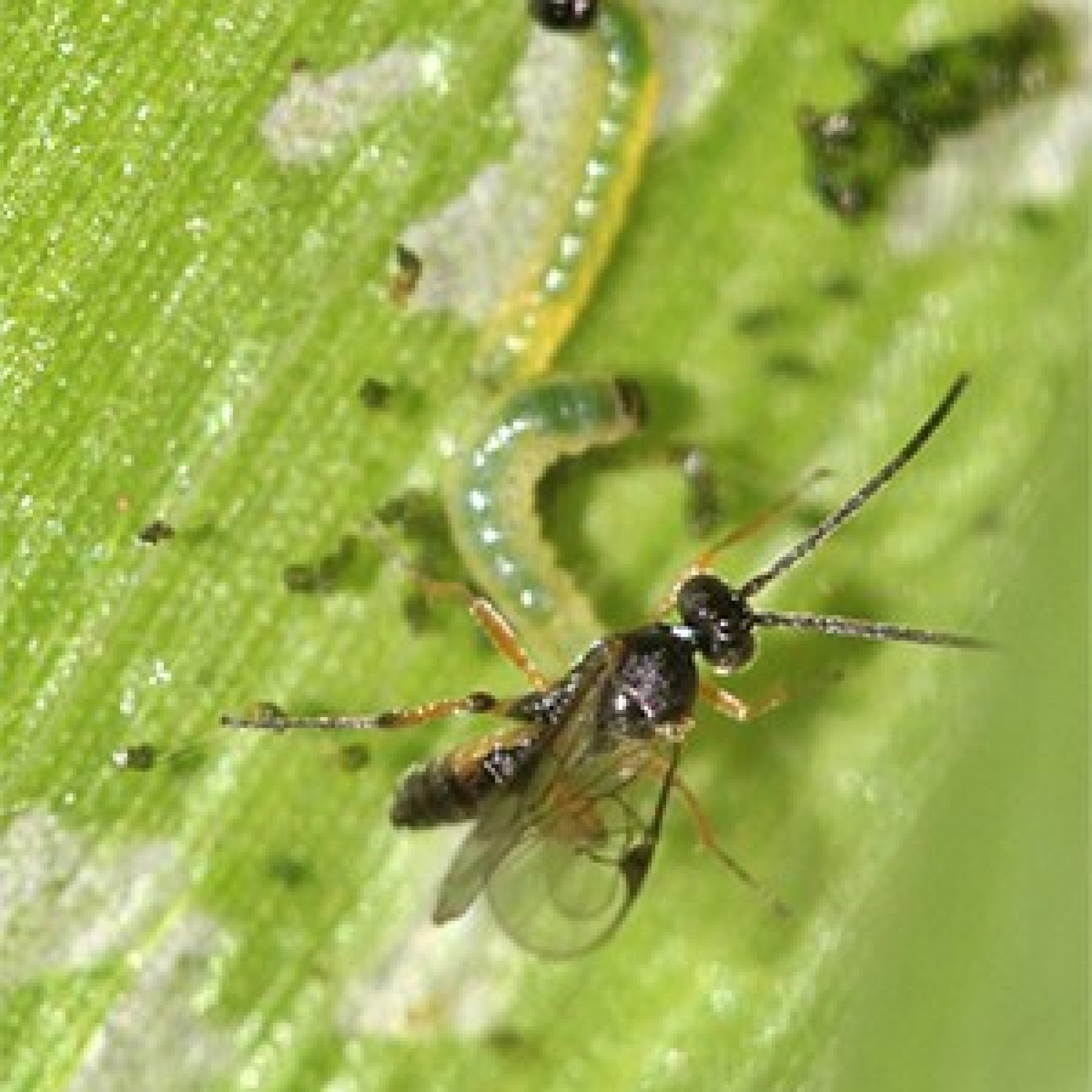 icipe launches mass release of indigenous natural enemies to control ...