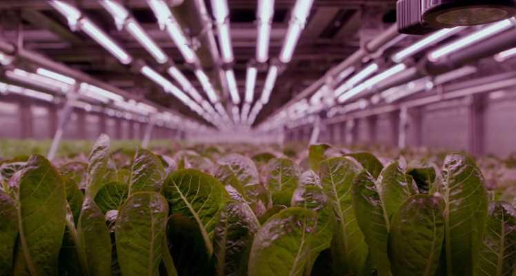 80-Acres-Farms-Salad-leaves-grown-under-LED-lighting-2 - Farmers Review ...