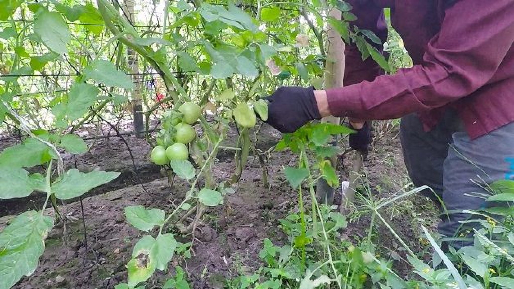 Microbial biofertilizers and algae-based biostimulants boost tomato ...