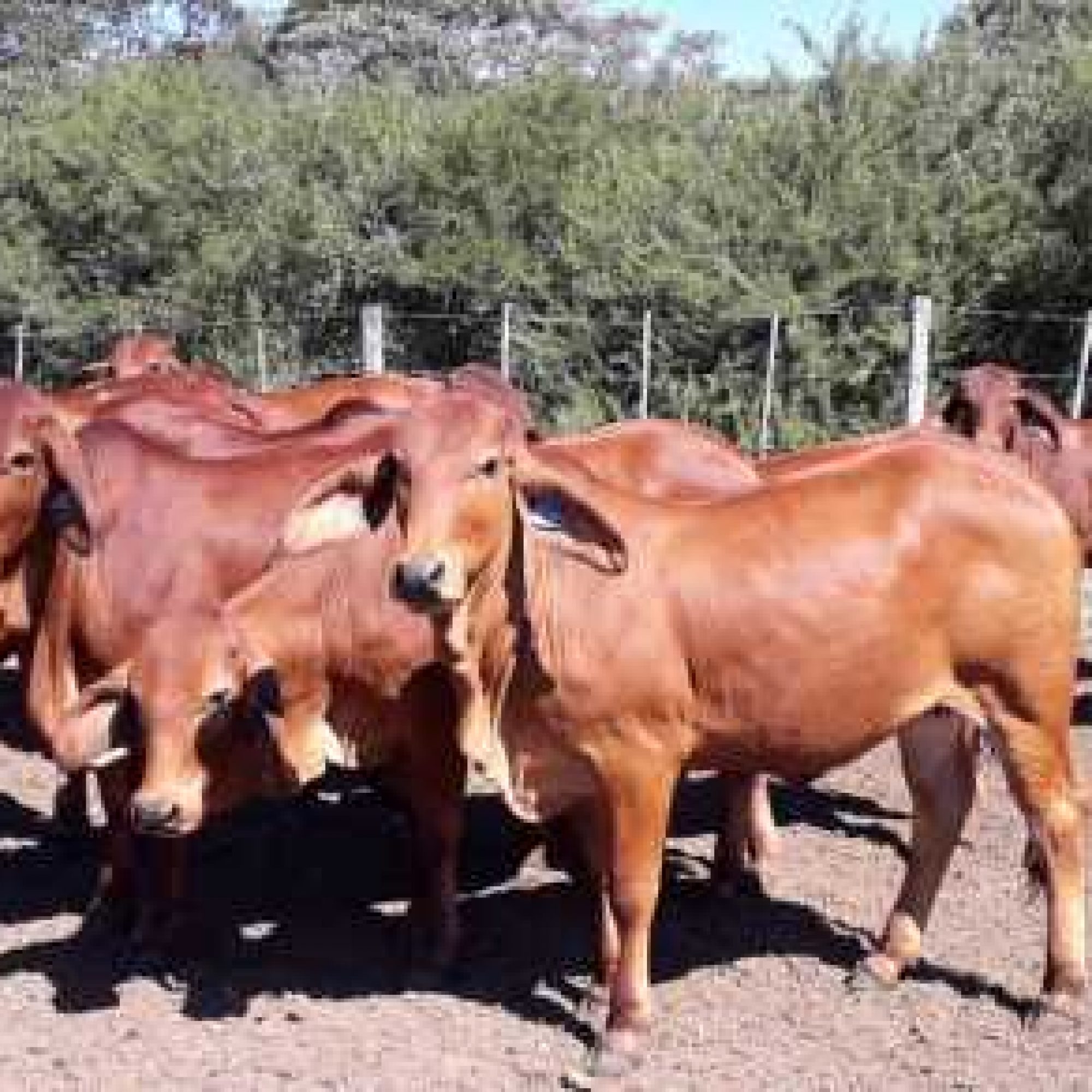 Op-ed: Agricultural growth and development - Farmers Review Africa