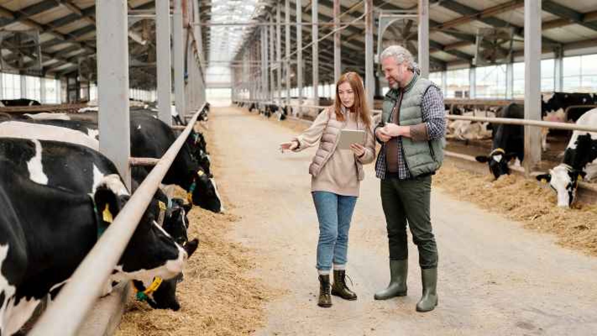 How smart technologies in dairy farming make the difference - Farmers ...