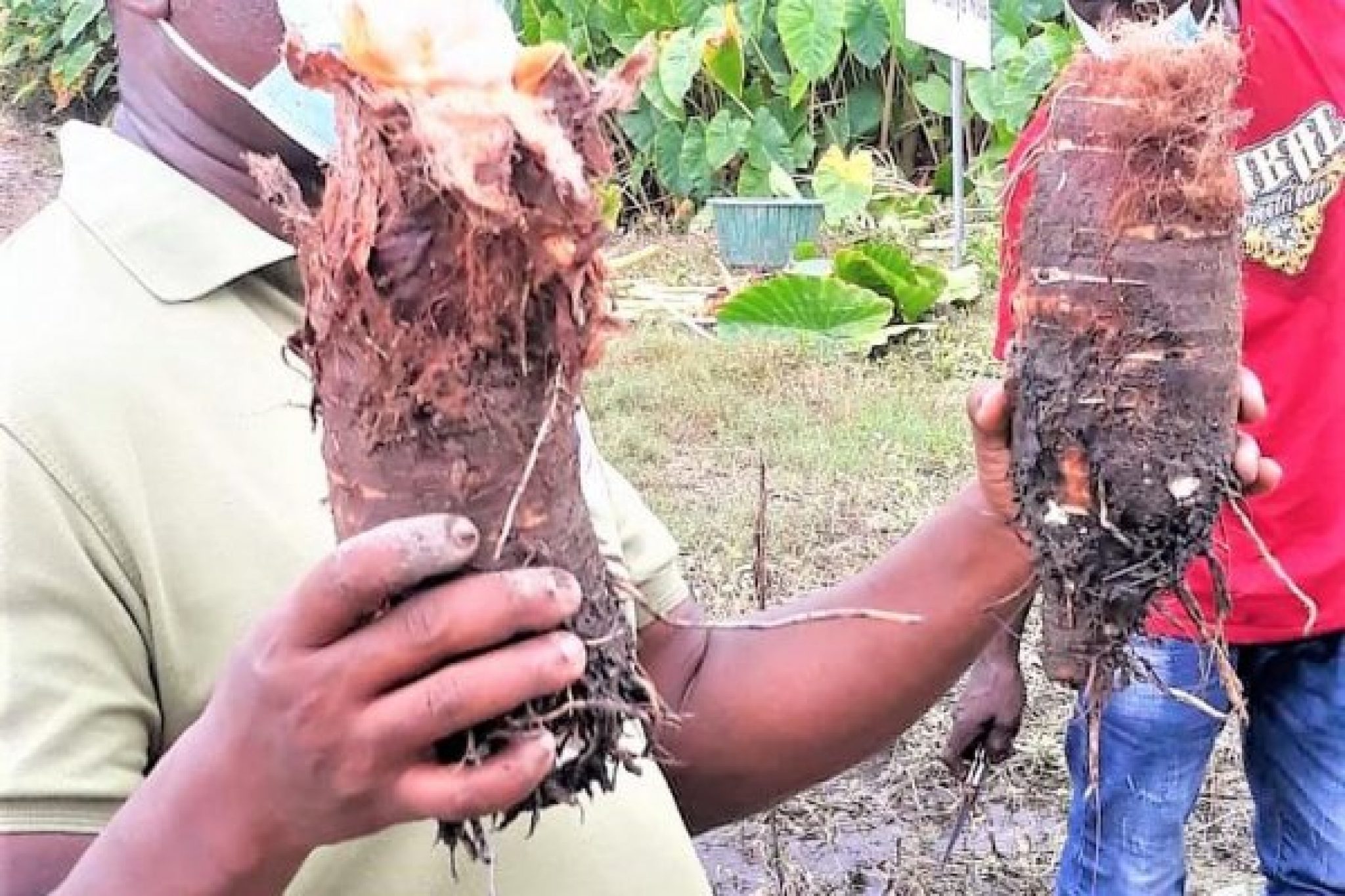 MAG assists farmers to increase Taro production for sustainable livelihood