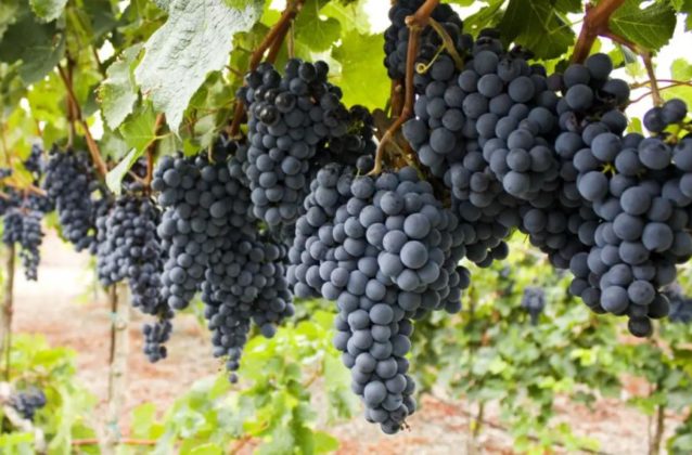 Tanzania Distilleries Limited to purchase 1500 tonnes of grapes
