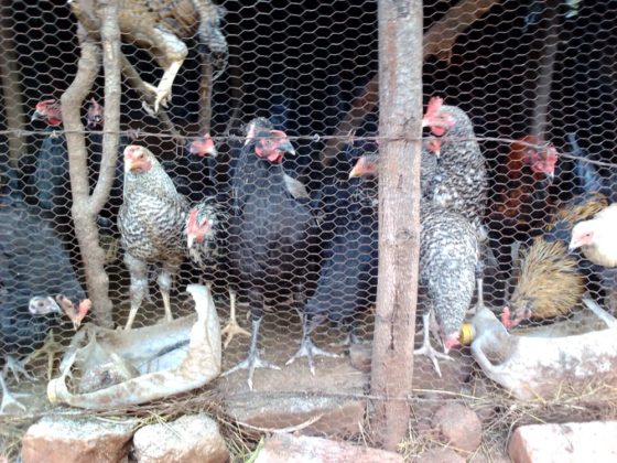 Rearing of small stocks is the key to sustainability in communal areas