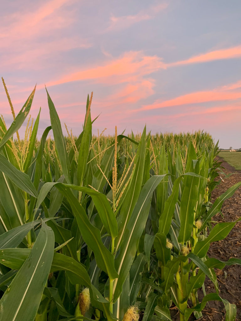 Bayer Showcases Leadership in Breakthrough Innovations and Sustainable