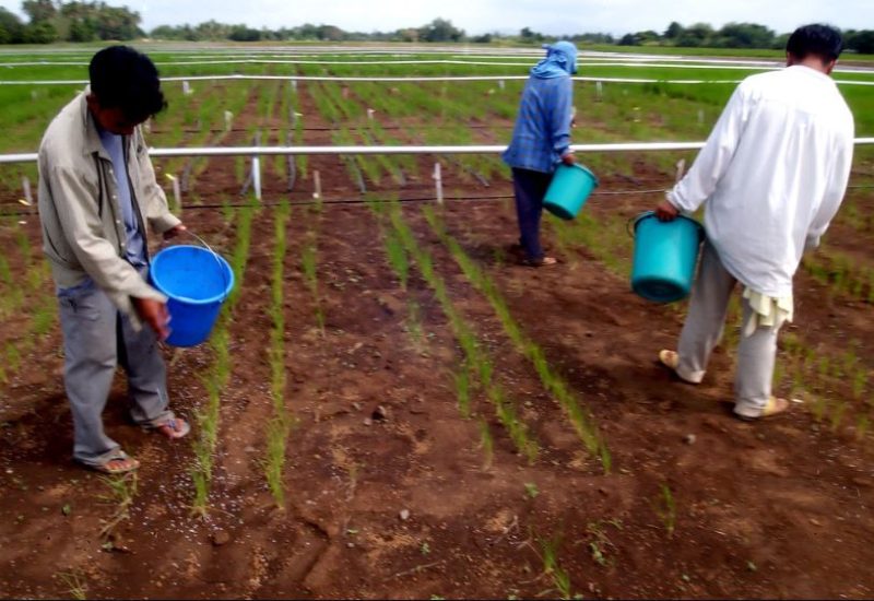Morocco OCP tests 18 new fertilizer formulas to treat acidic soil