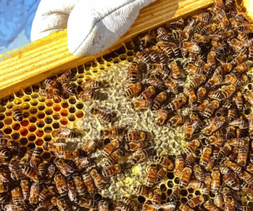 Zimbabwe revives beekeeping industry, forms new association