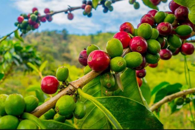 Nestlé launches NESCAFÉ Plan 2030