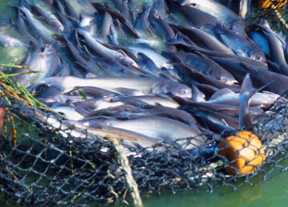 IGAD provides gillnet making hands-on training to Ethiopian Lake ...