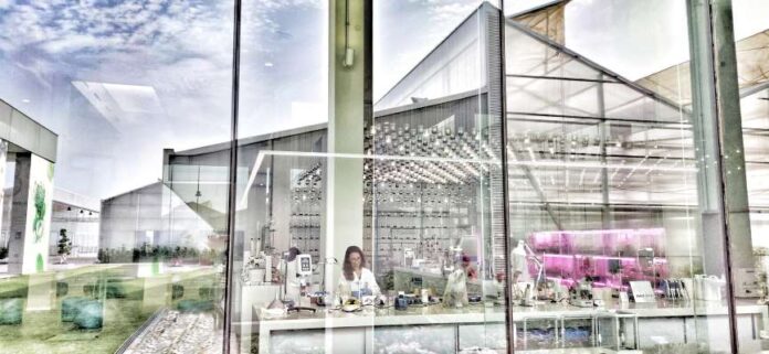 An alliance to maximize sustainability in garlic production