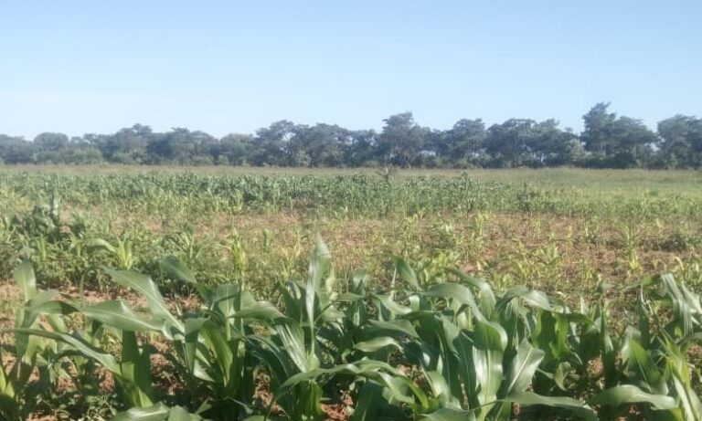 Cambridge Researchers Developing Self-Fertilizing Crops for Africa