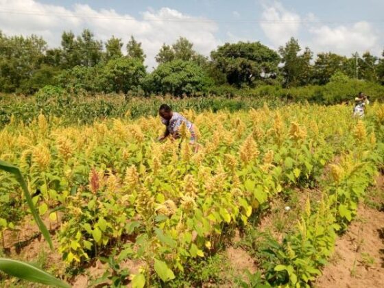 A wonder crop fetching Kenyan farmers over Ksh300,000 per acre