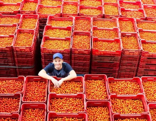 How modern sorting, grading and packing solutions are making tomato ...