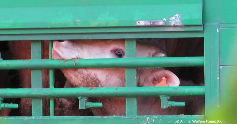 Vets urged to help end live exports to non-EU countries