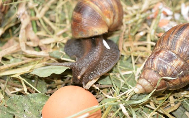 Roussoss' snail farm (002) - Farmers Review Africa