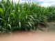 Kenya livestock farmers counts on Thailand’s Super Napier Grass ...