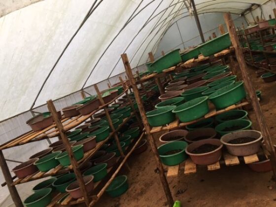 Young Rwandan agriprenuer ventures in black soldier fly rearing to ...