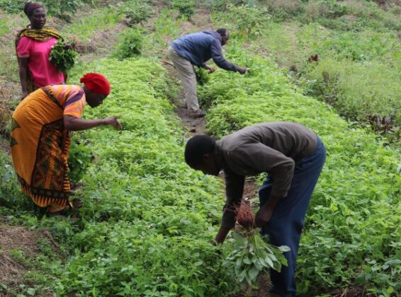 World Vegetable Centre and International Fertiliser Development Centre