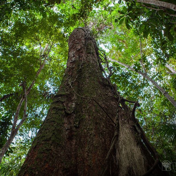 One of the indigenous trees in the Congo Rain Forest (002) - Farmers ...