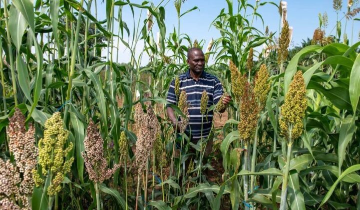 Crops like maize and sorghum tolerate ozone pollution better than other