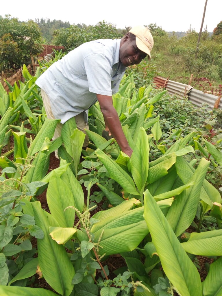 Turmeric cultivation: emerging lucrative venture among Central Kenya ...