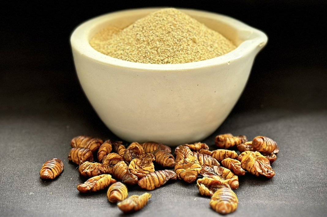 Solving Food Waste with Insects and the Circular Economy of Insect Farming