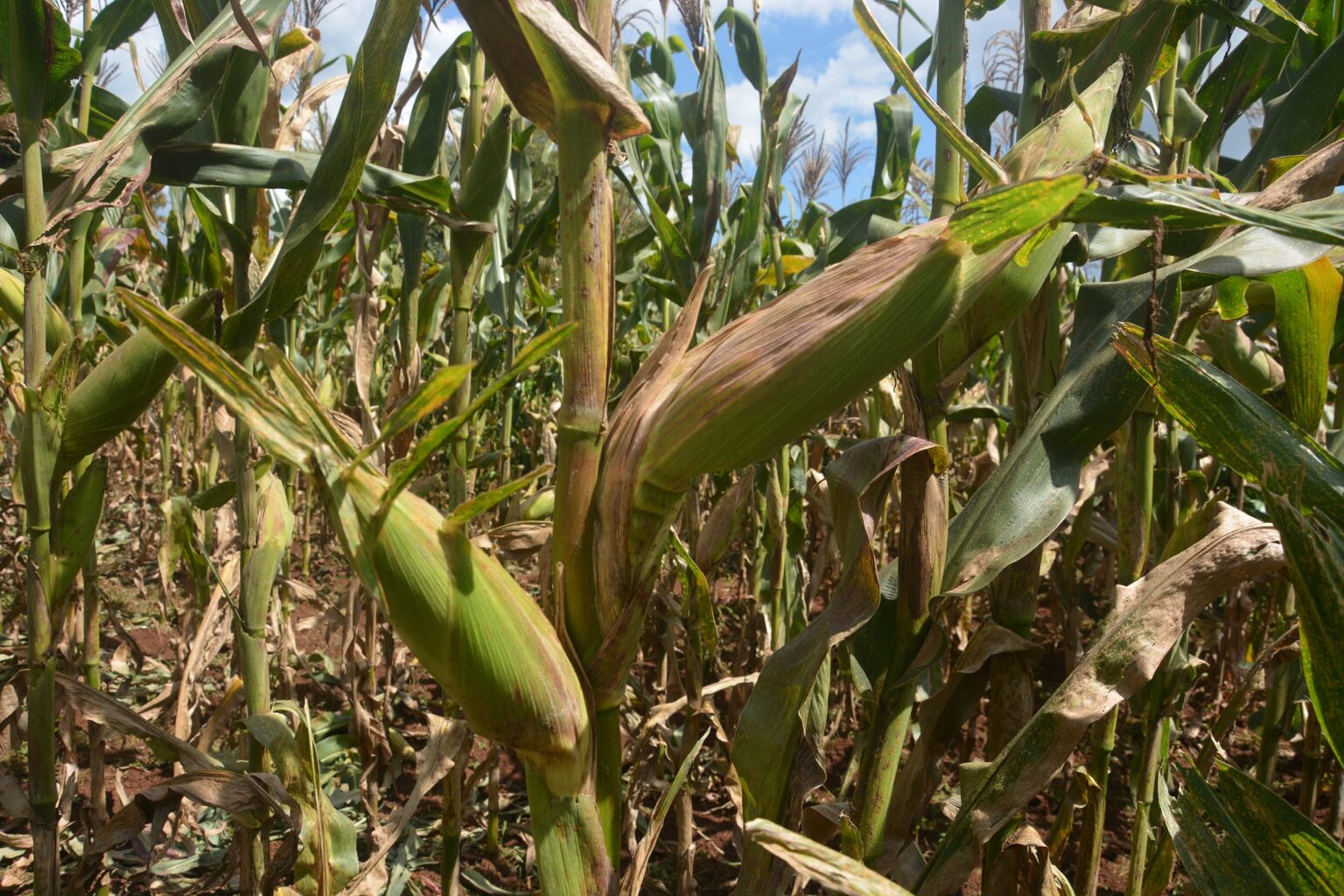 CIMMYT Introduces Seven New Maize Hybrids to Boost Eastern Africa's ...