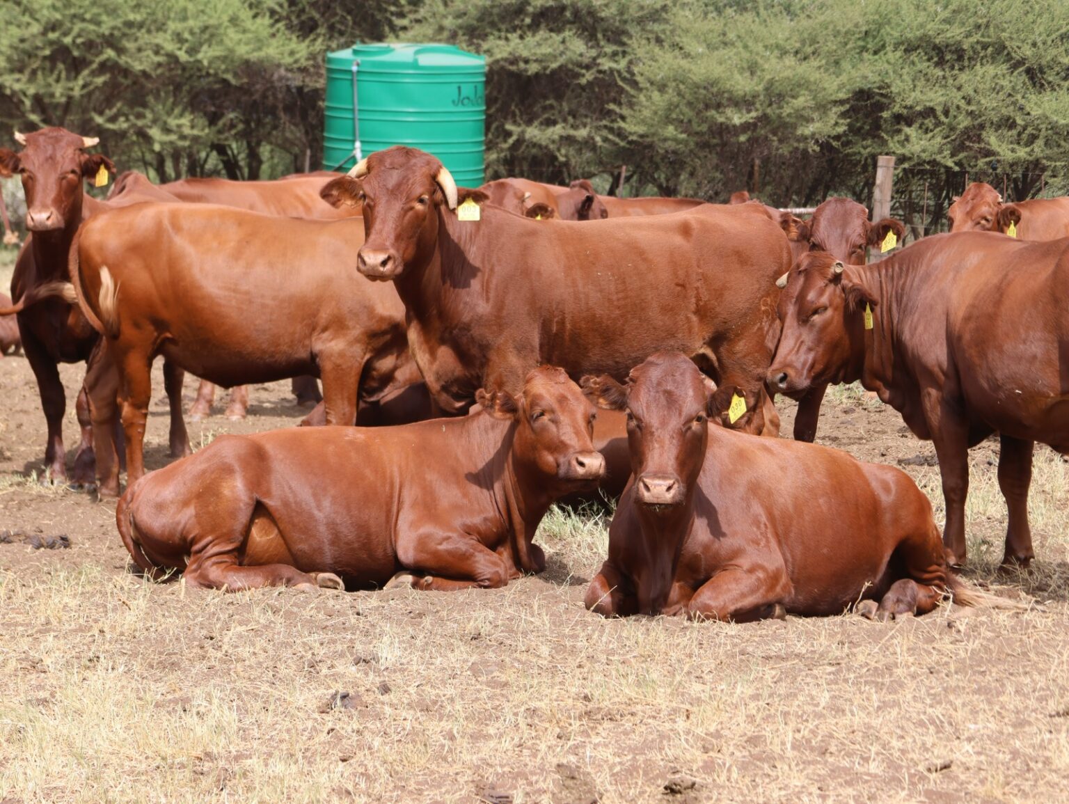 Department donates Bonsmara cattle and goats to Bojanala farmers ...