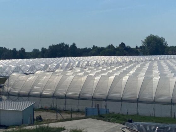 New filed tests confirm better melon plant yields with Arrigoni Lirsa ...