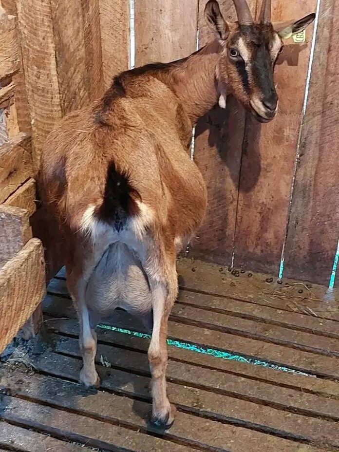 Alpine Goats: The Dairy Goat Breed Thriving in Kenya's Highlands ...