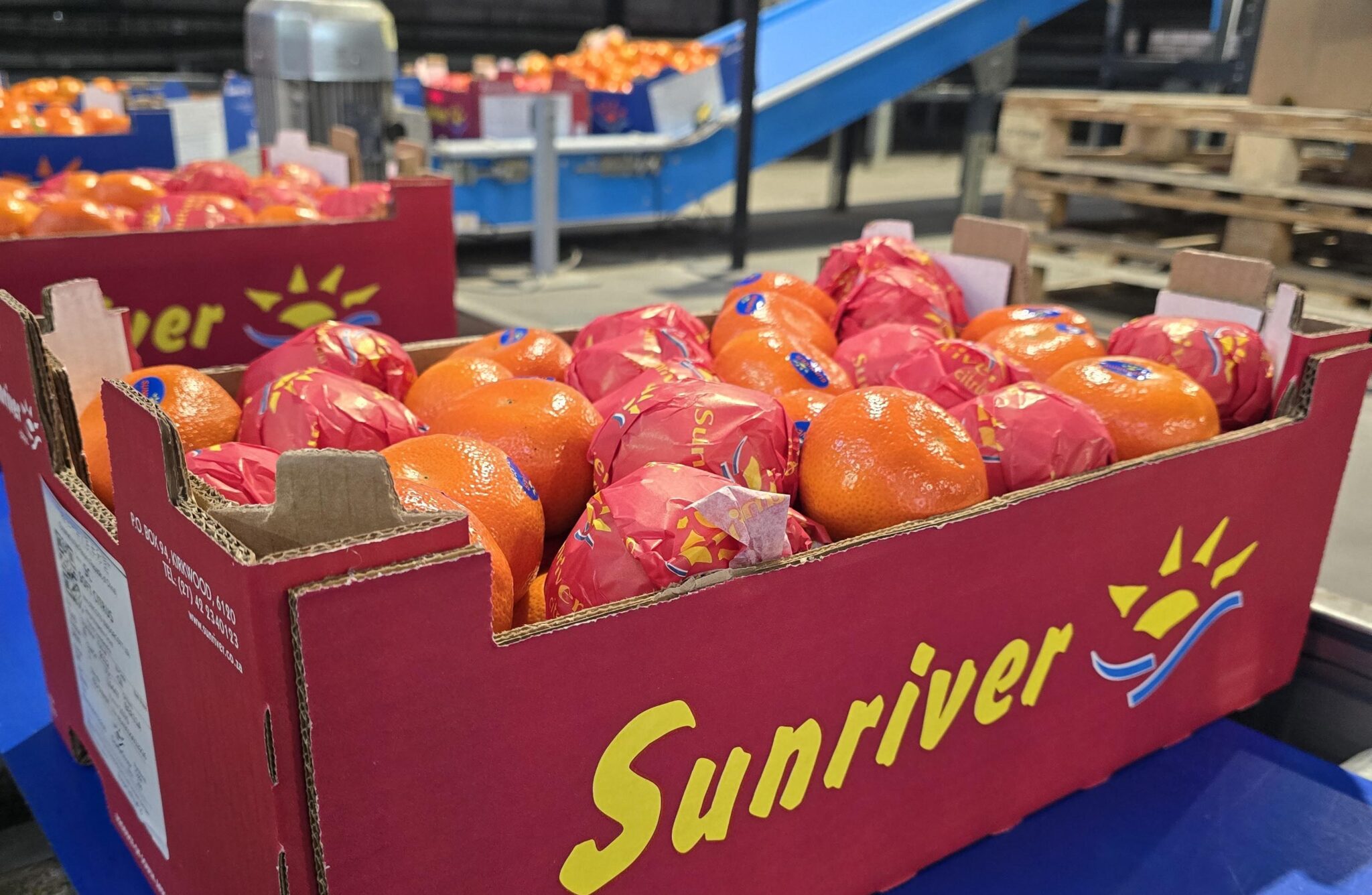 Citrus producer Sunriver Citrus significantly increases sorting ...