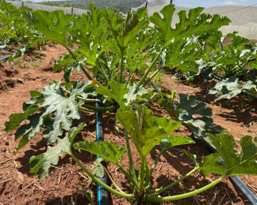 AfriForum and Thabake Business Enterprise