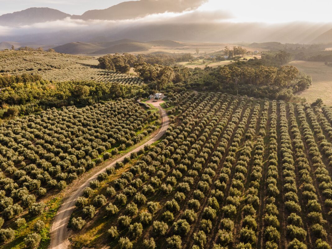 Mardouw Olive Estate wins record number of awards in 2025