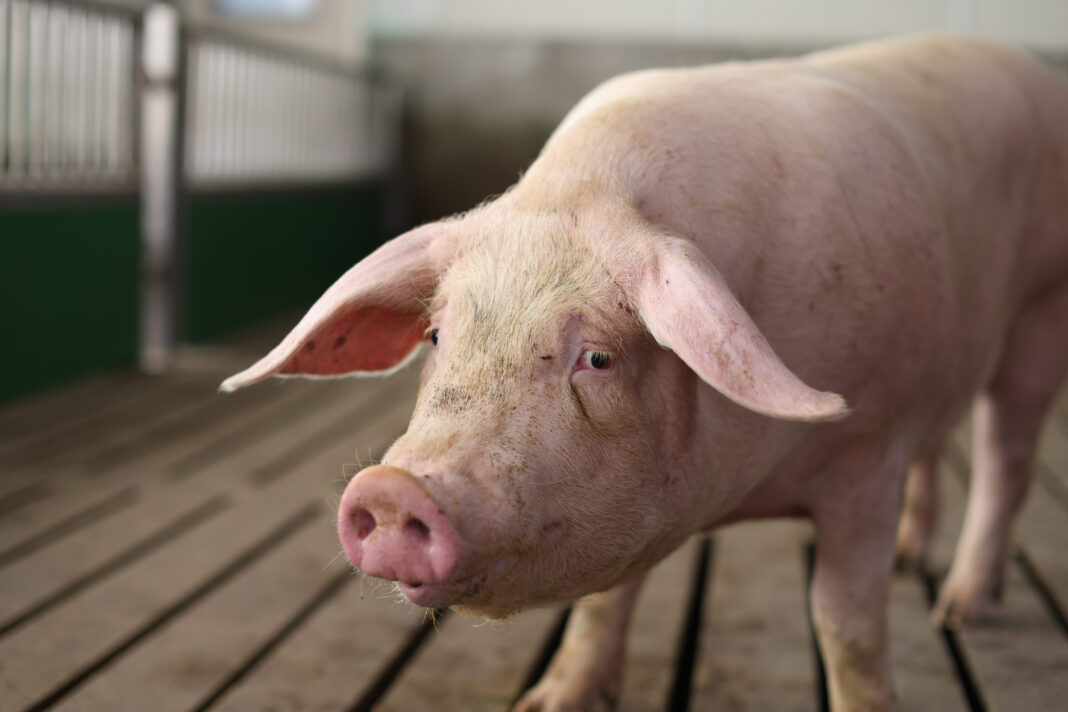 New Era in Predictive Sow Health and Performance