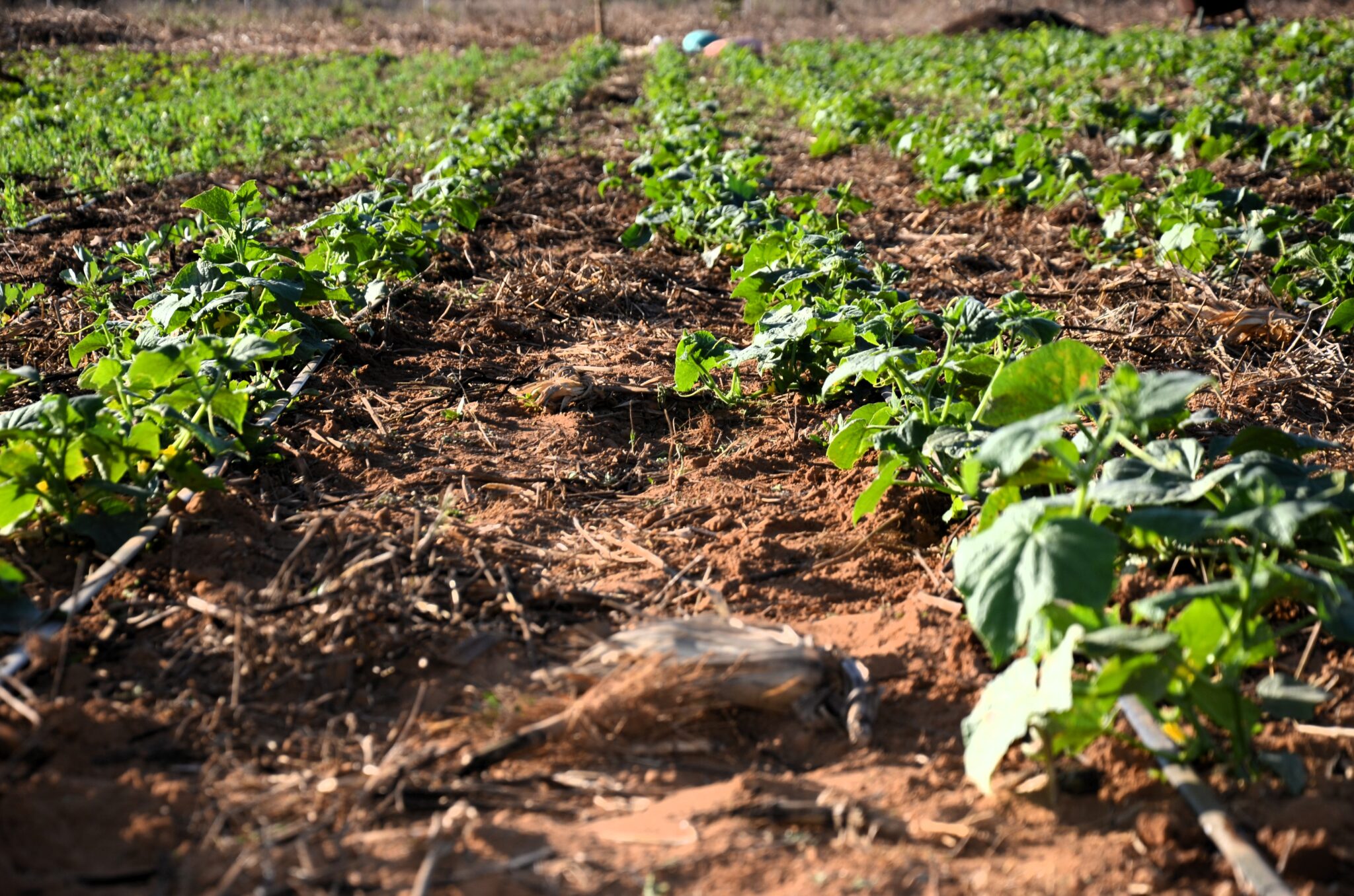 New Manual Aids Small-Scale Farmers in Climate-Smart Horticulture ...